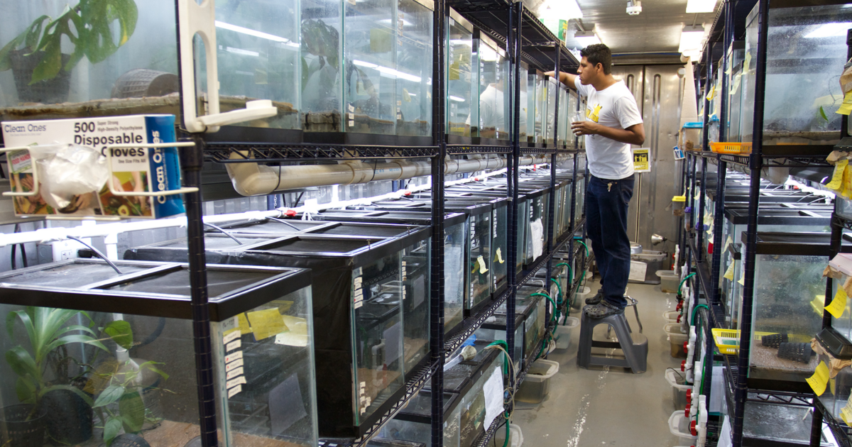 Saving Frog Populations Across the Neotropics | Bezos Earth Fund