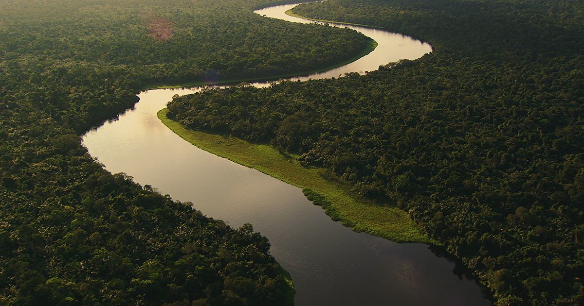 Why is Protecting the Congo Basin Rainforest So… | Bezos Earth Fund