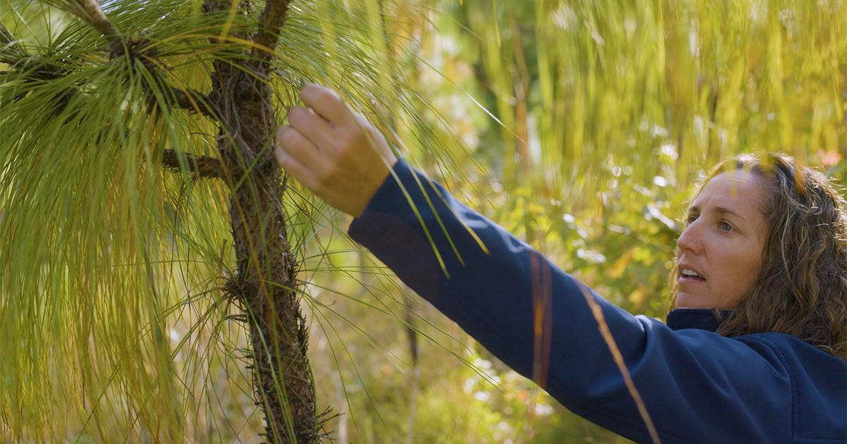 Reviving the Longleaf Pine | Bezos Earth Fund