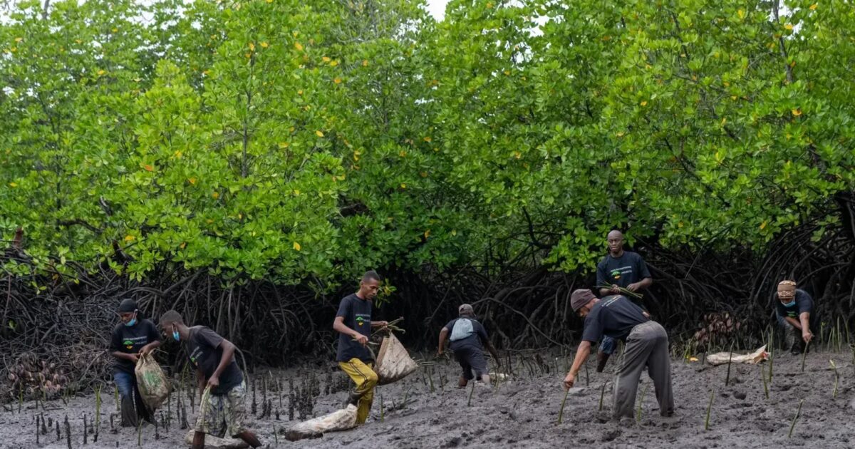 Accelerating Restoration in Kenya, Madagascar, and… | Bezos Earth Fund