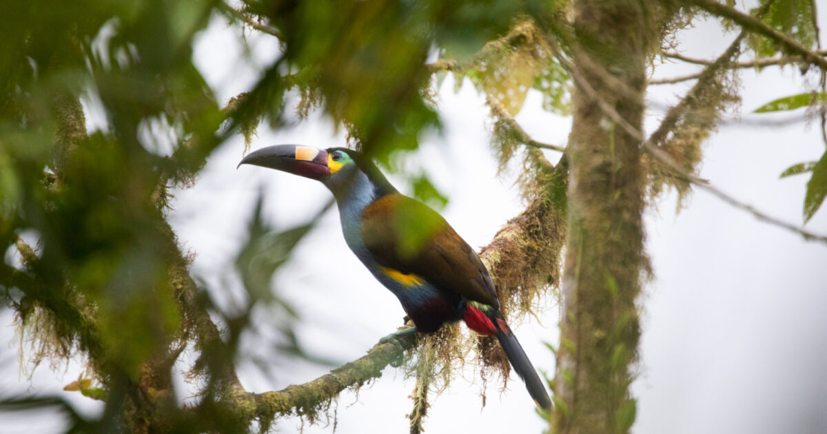 Declaration and Management of Protected Areas… | Bezos Earth Fund