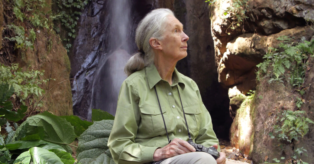 Jane Goodall Institute-US and Bezos Earth Fund… | Bezos Earth Fund