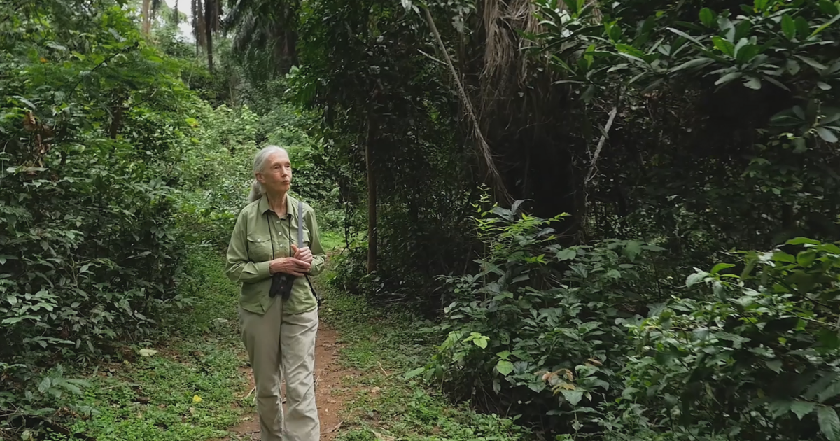 Jane Goodall Institute and Bezos Earth Fund Unite… | Bezos Earth Fund