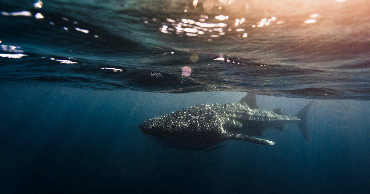 We Need to Act Like the Ocean’s Future Is on the… | Bezos Earth Fund