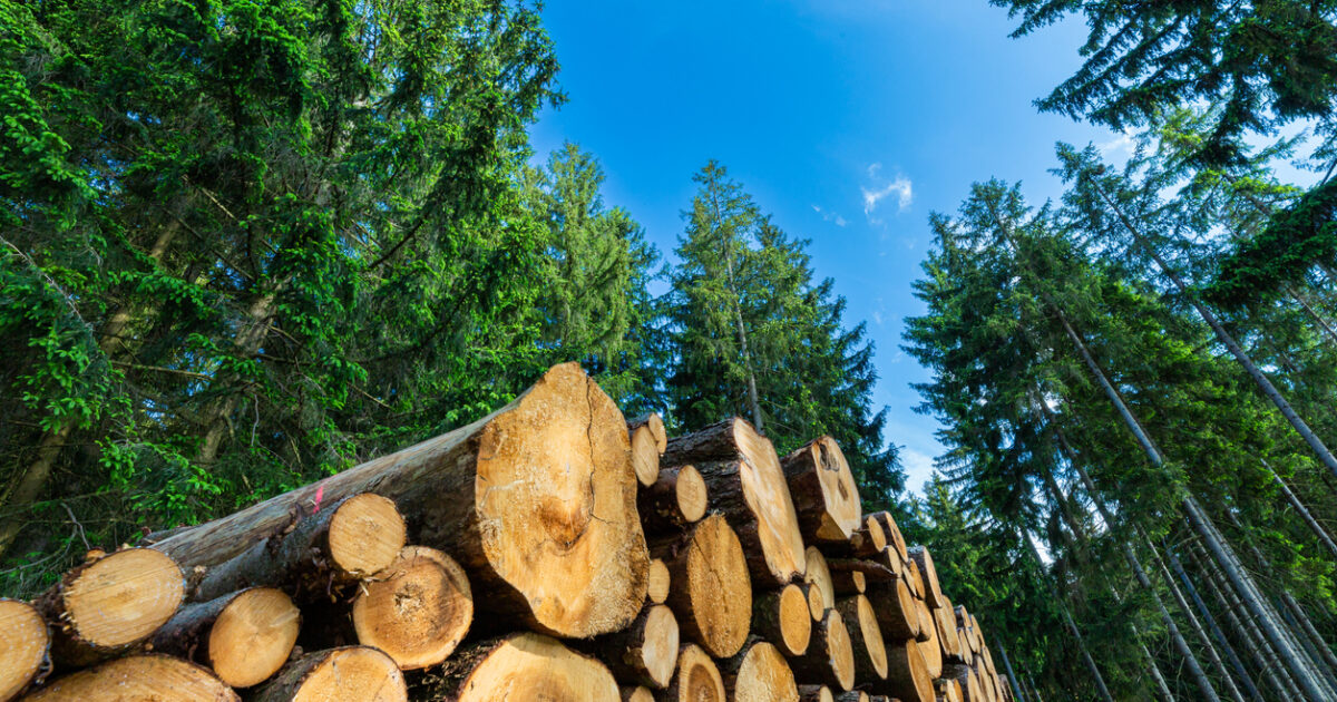Tree Guard: AI Protects Precious Timber | Bezos Earth Fund